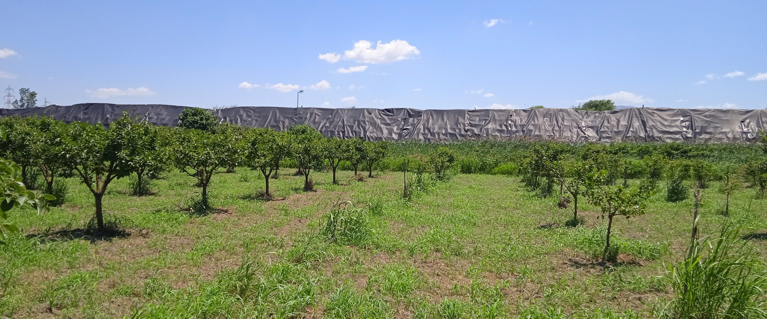 Dopo vent'anni via le ecoballe dalle campagne di Acerra: rimozione dal ...